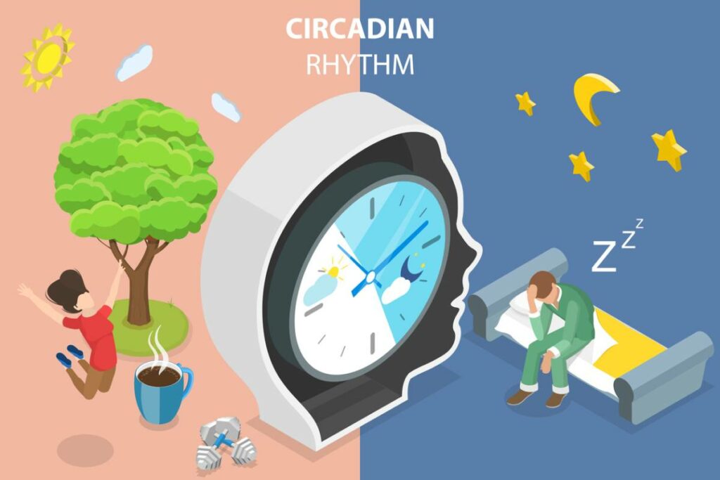 How Did We Develop Circadian Rhythms? - Sleep MD NYC - Blog